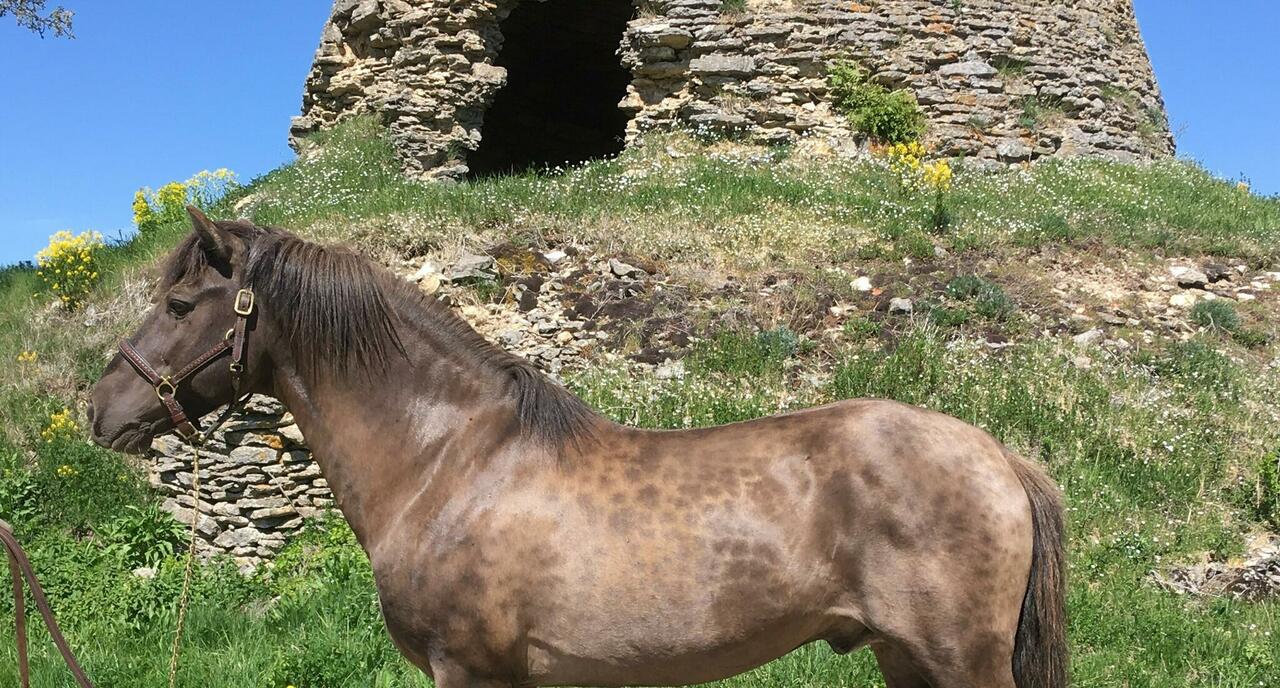 Eesti tõugu hobused – Soovid müüa hobust?