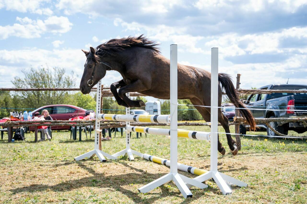 Eesti tõugu hobused – Atsi - 2019