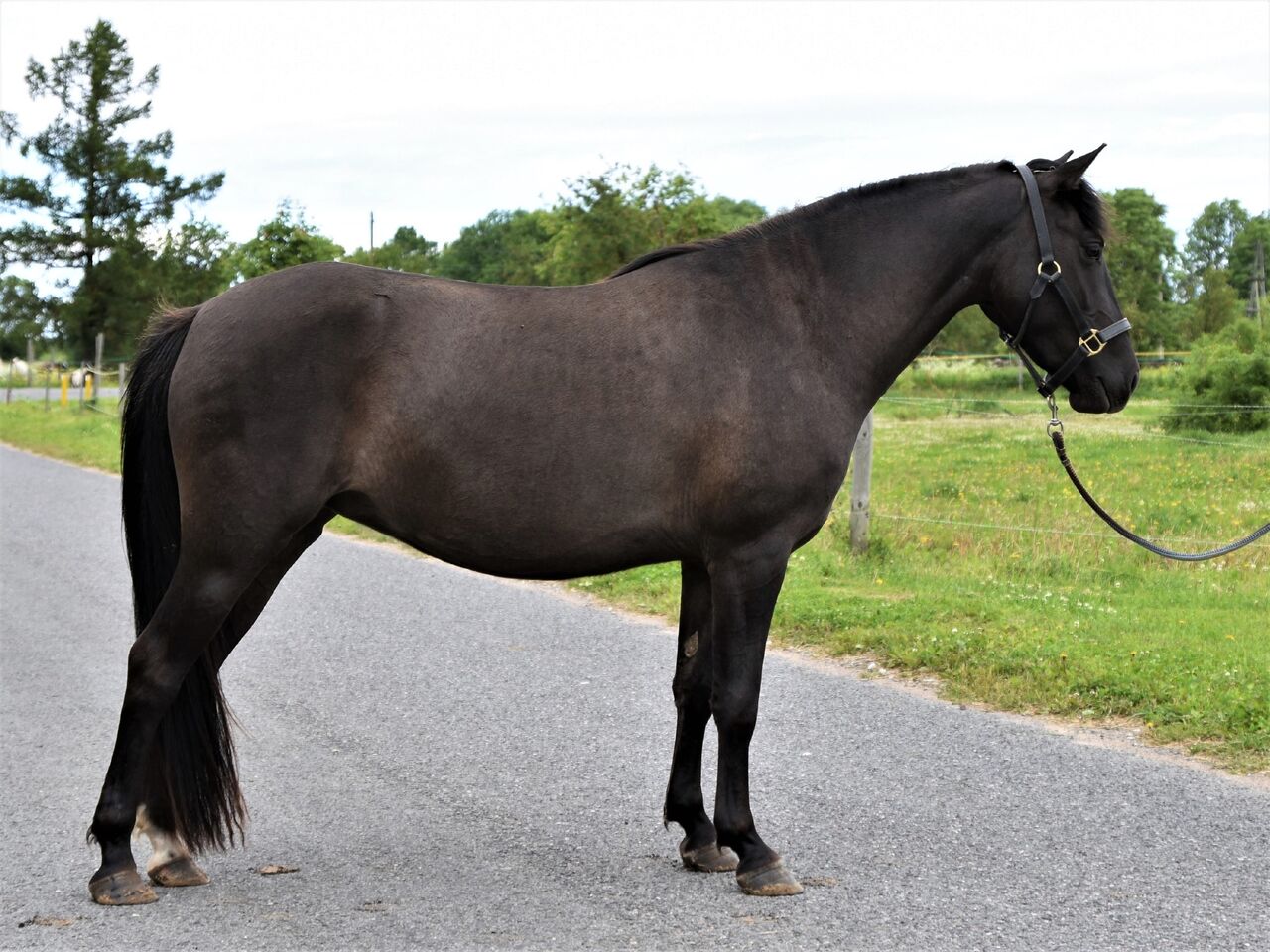 Eesti tõugu hobused – Ruudu - 2014