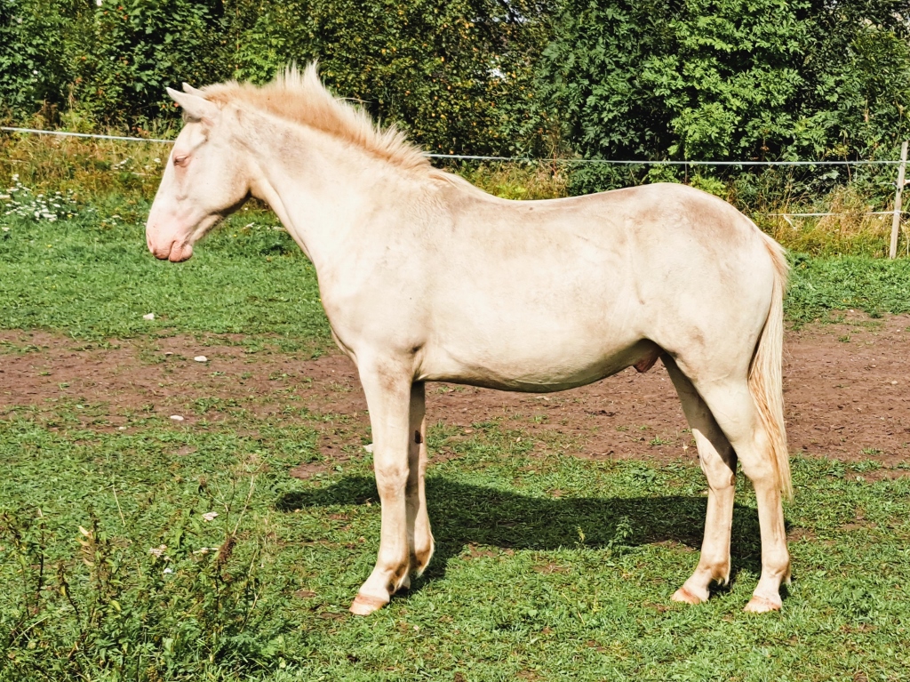 Estonianhorses – Voore Ameron - 2023