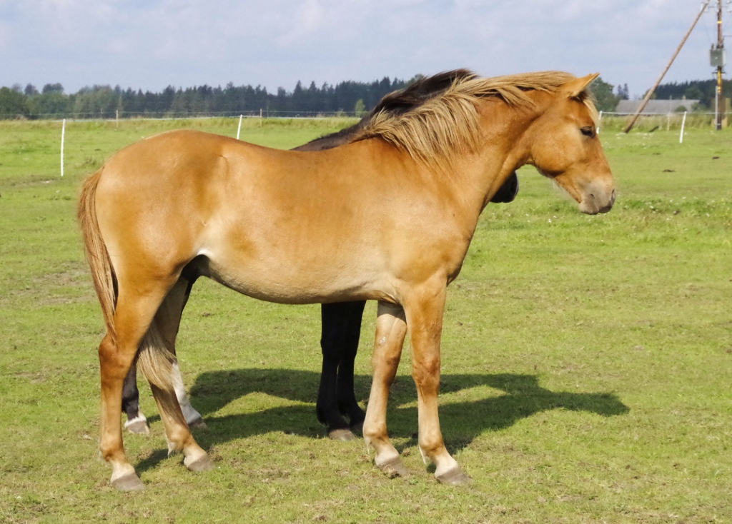 Eestinhevoset – Voore Aroos - 2023