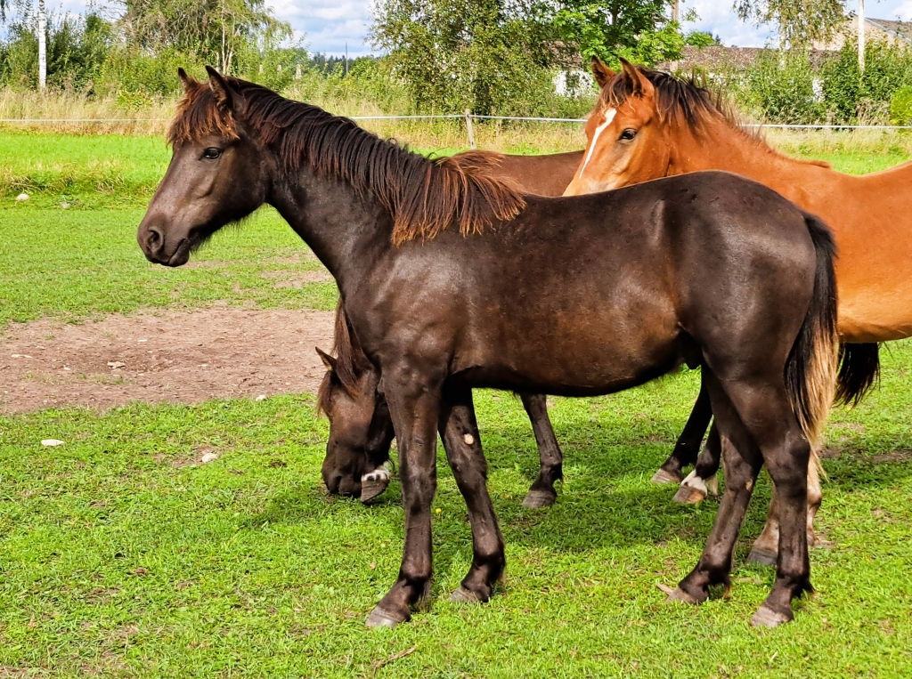 Eestinhevoset – Voore Asmus - 2023