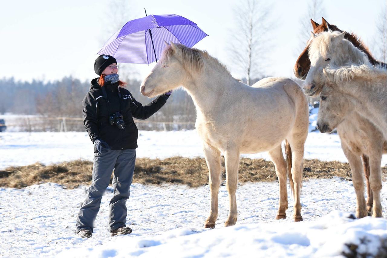 Estonianhorses – Estonian native horse