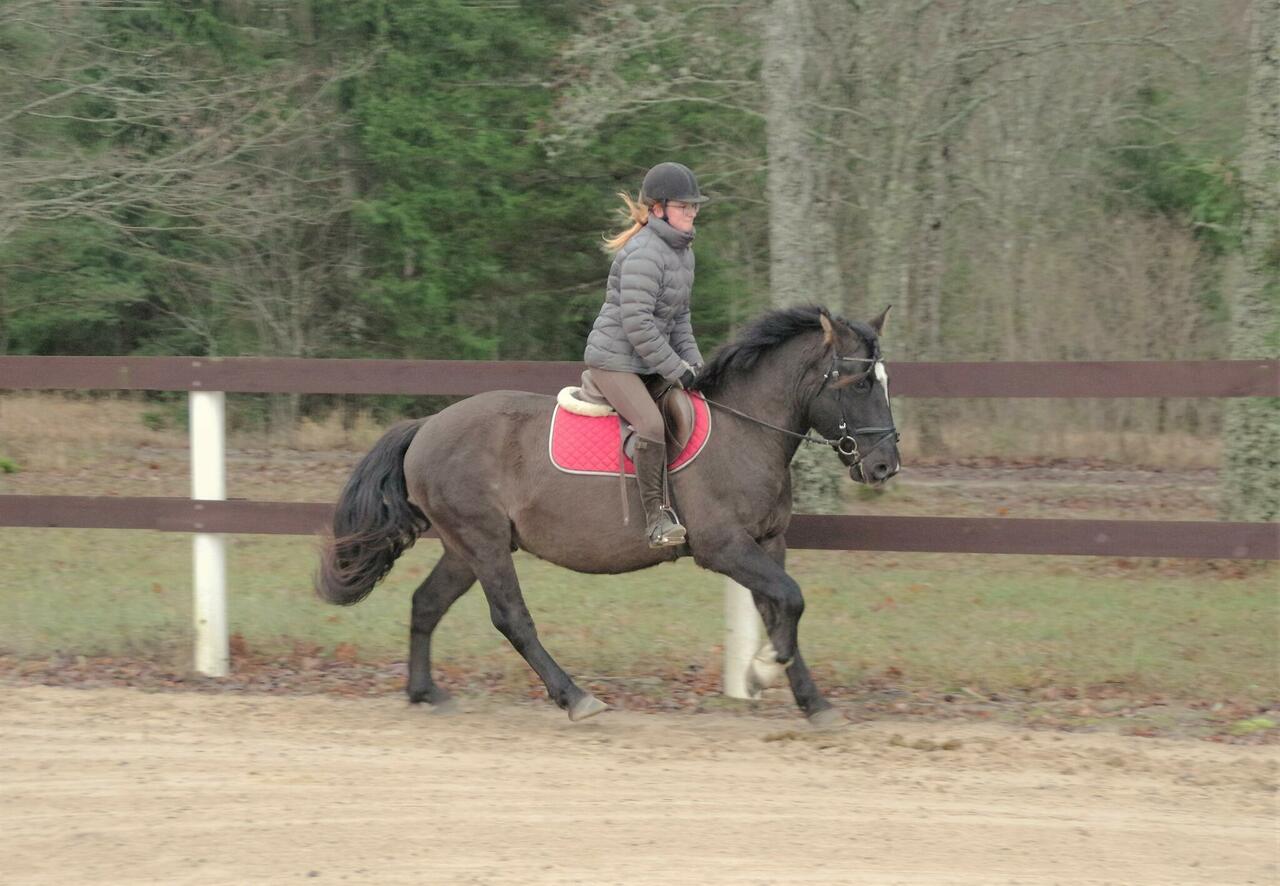 Eesti tõugu hobused – Eesti - 2019