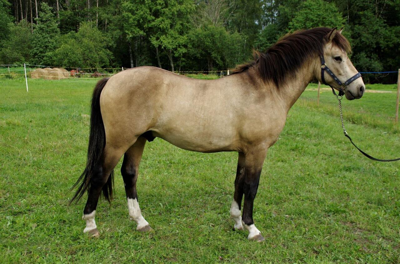 Eesti tõugu hobused – Enzo - 2021