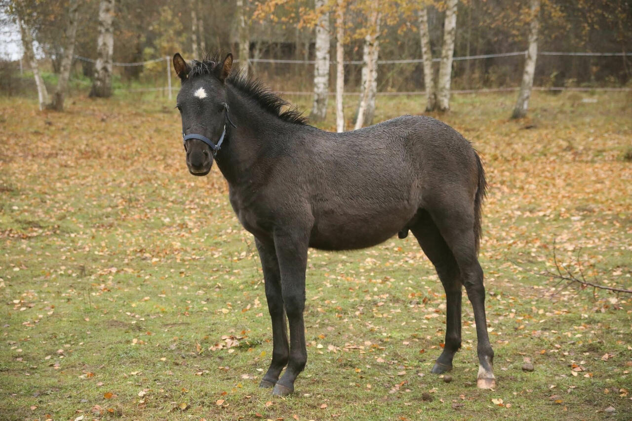 Eestinhevoset – Eston - 2023