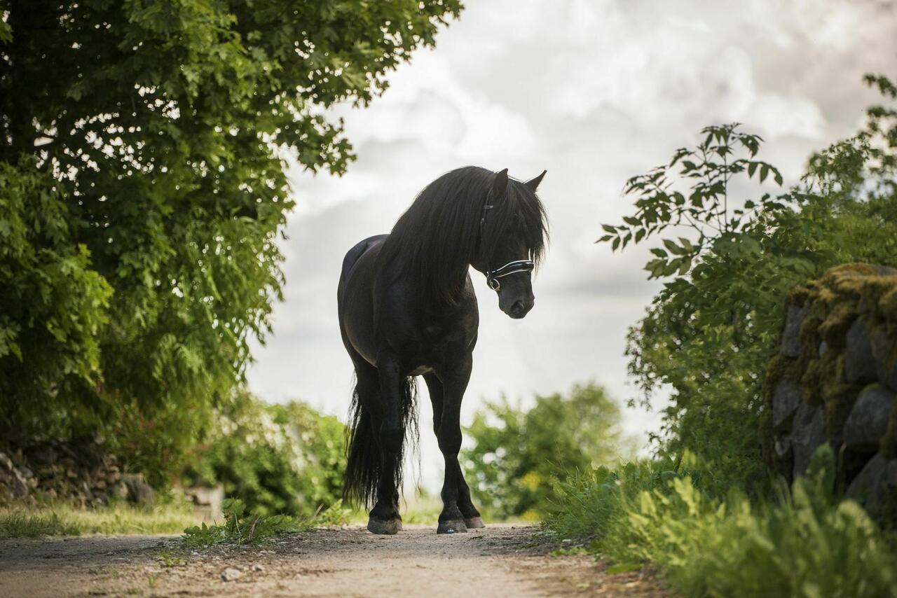 Eesti tõugu hobused – Laser - 2013