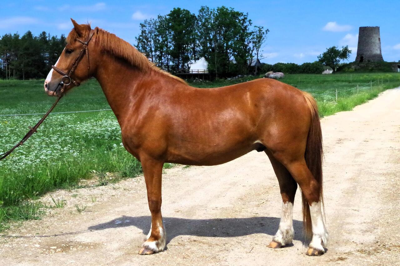 Eestinhevoset – Leek - 2019