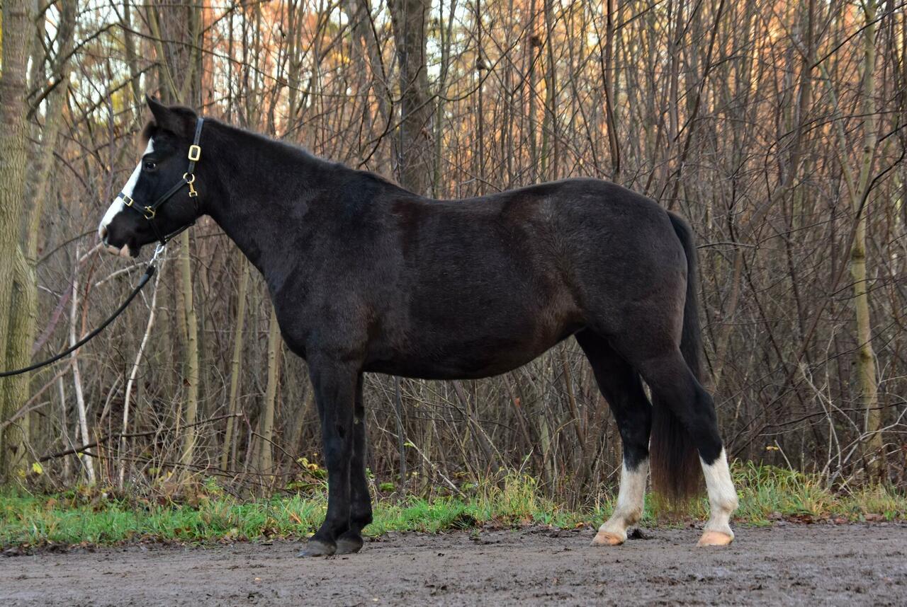 Eesti tõugu hobused – Leevike - 2015