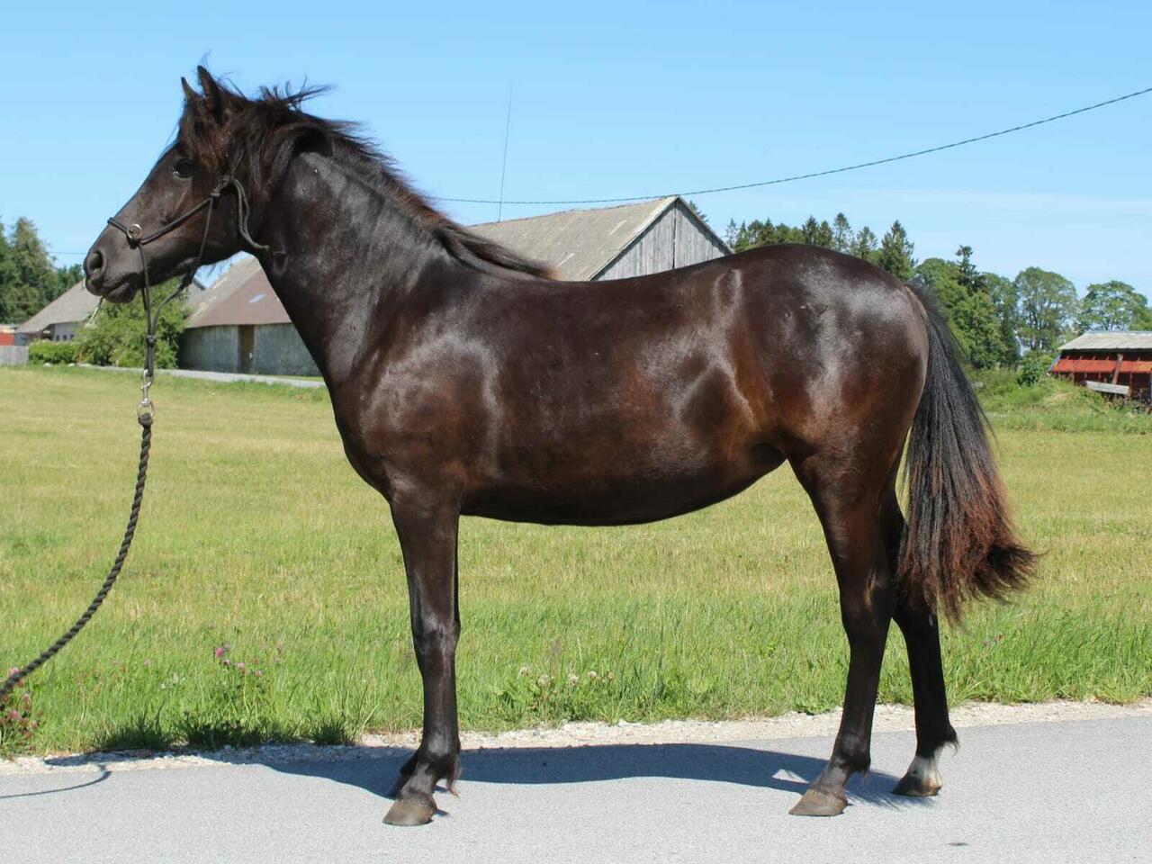 Eestinhevoset – Liise - 2022