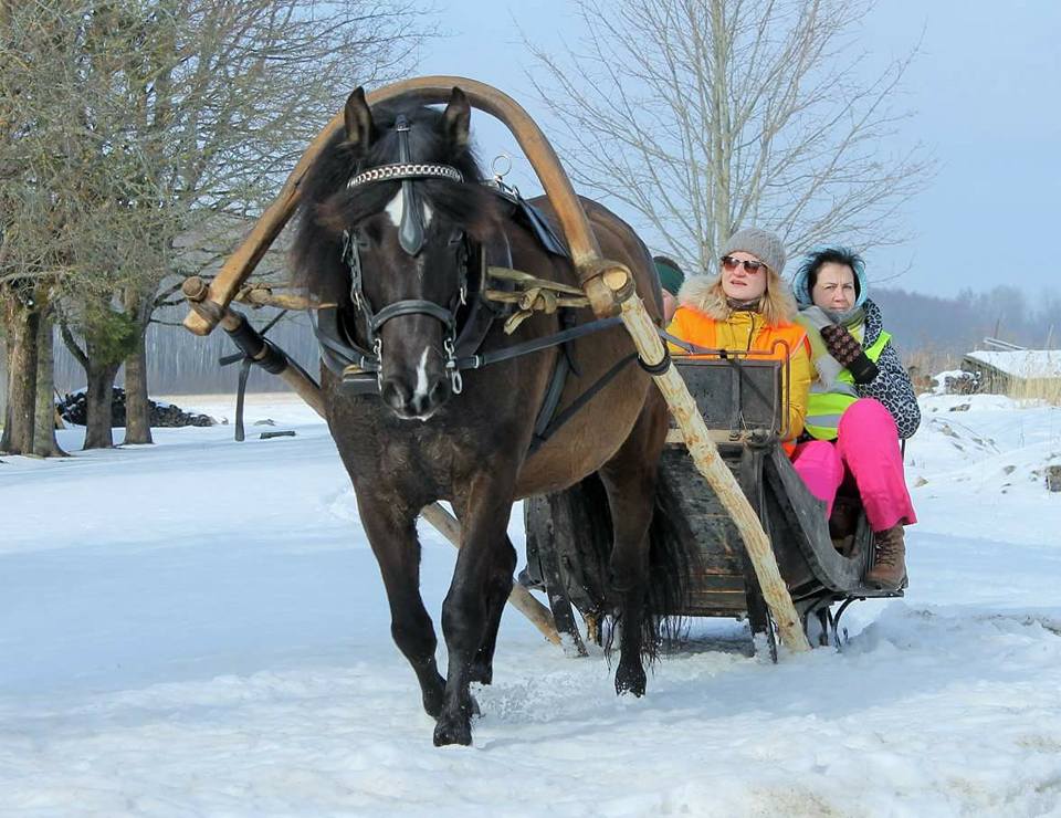 Eestinhevoset – Raja Teele - 2012