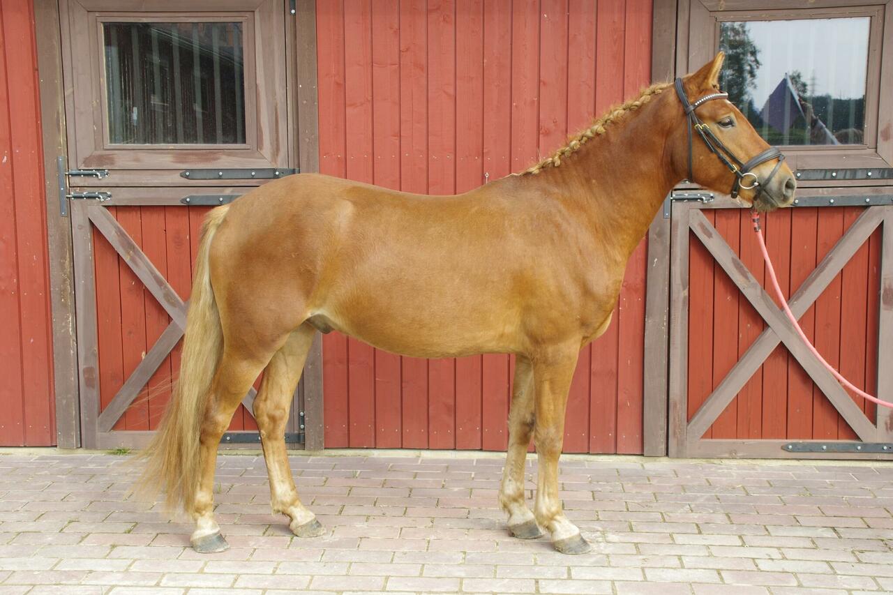 Eestinhevoset – Raudne - 2017