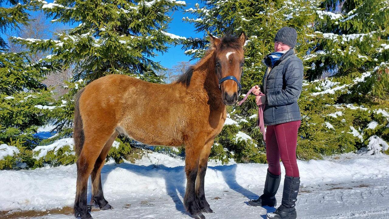 Eestinhevoset – Rokkstaar - 2022