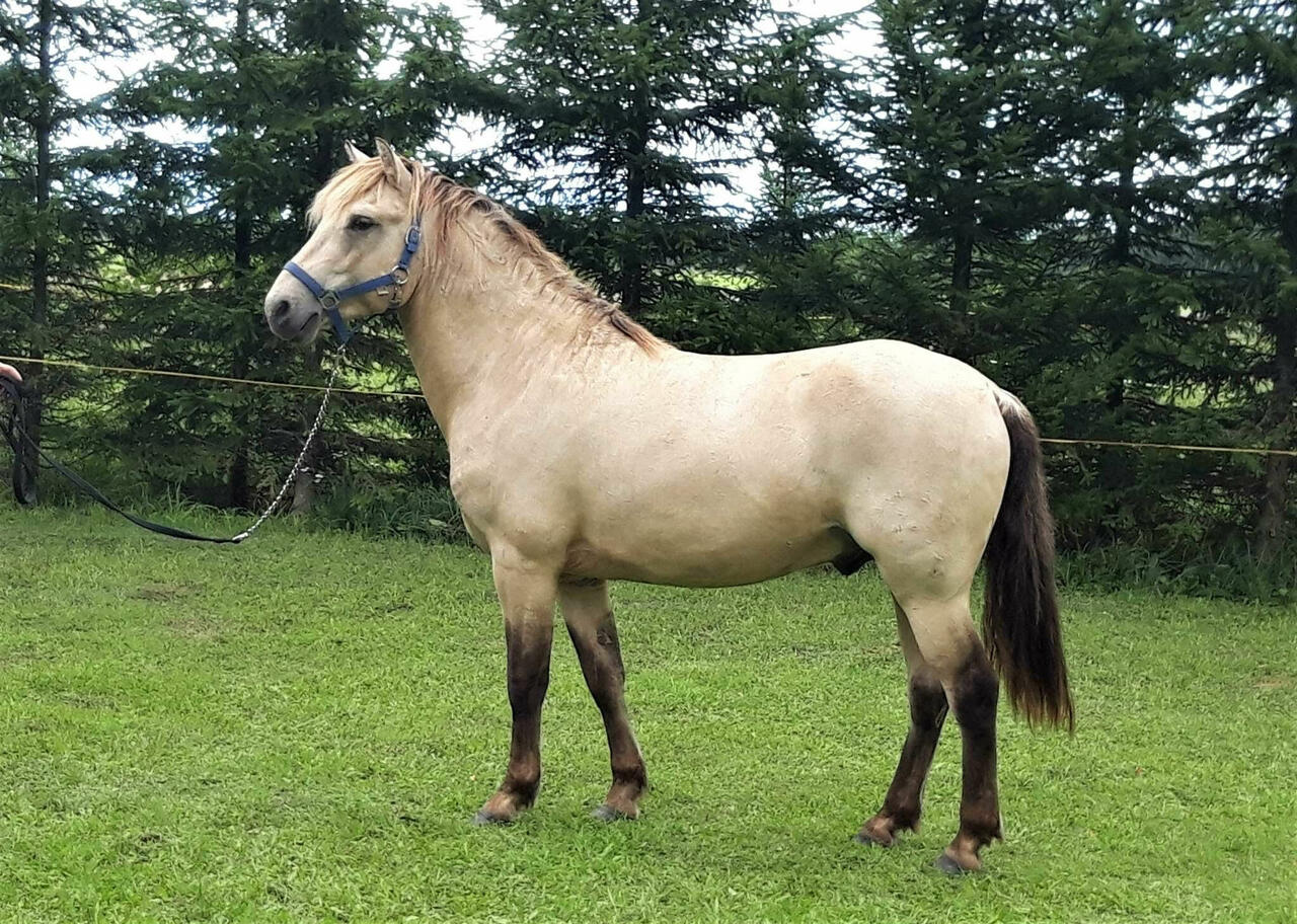 Eesti tõugu hobused – Ruuben - 2017