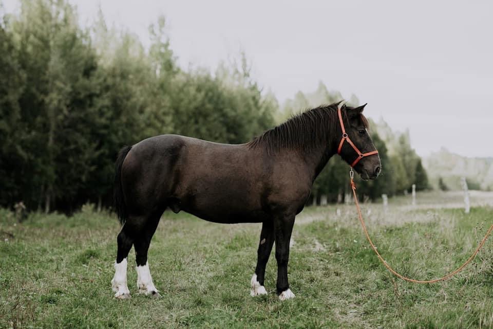 Eesti tõugu hobused – Ruudi - 2011