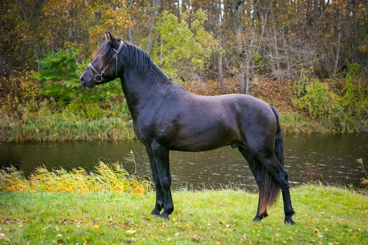 Estnisk hästras – Förstasidan