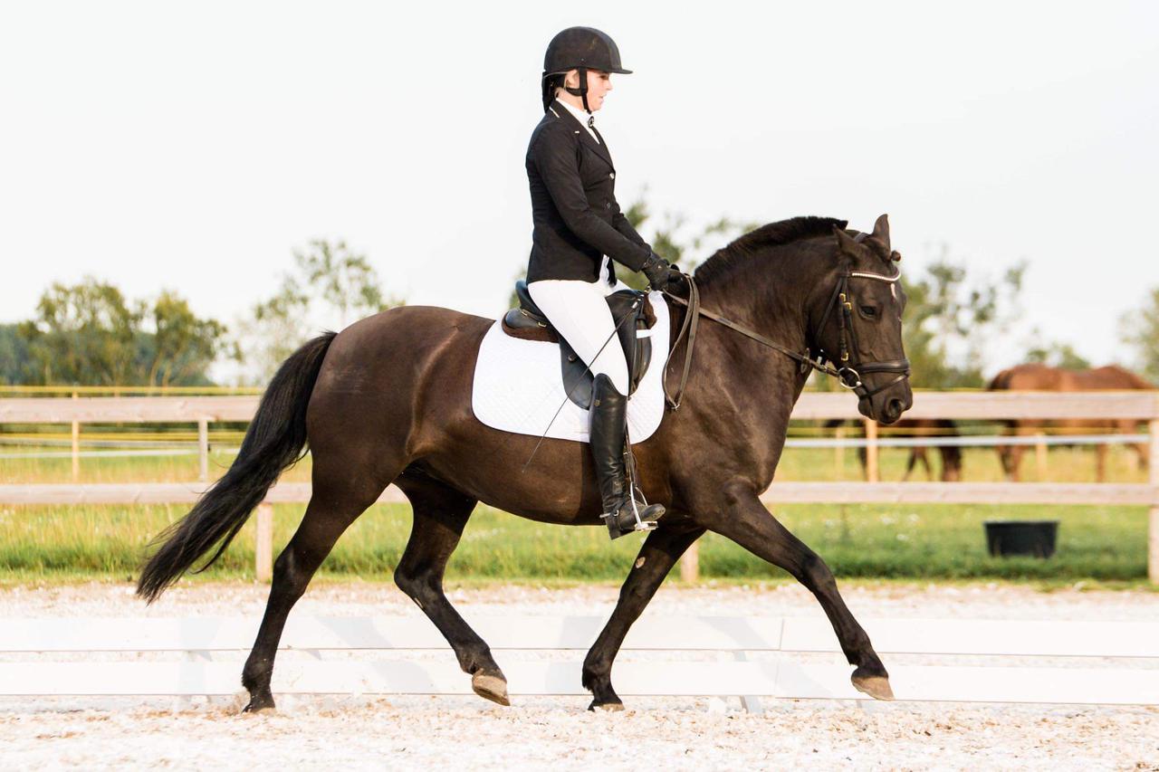 Eesti tõugu hobused – Tea - 2012