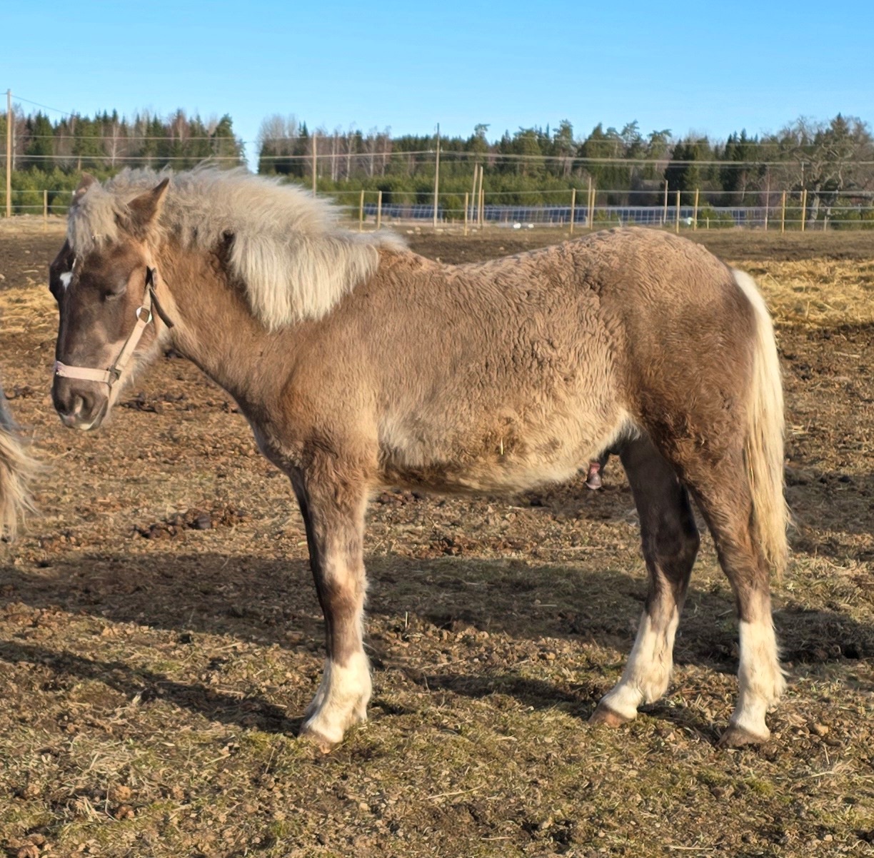 Eestinhevoset – Teco - 2024