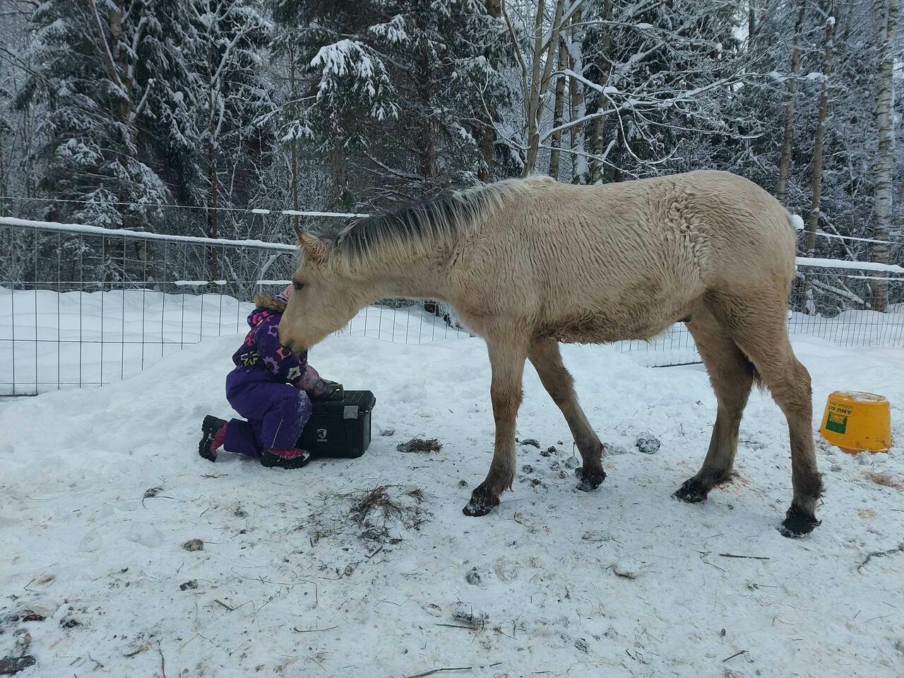 Eestinhevoset – Tuisutaat - 2022