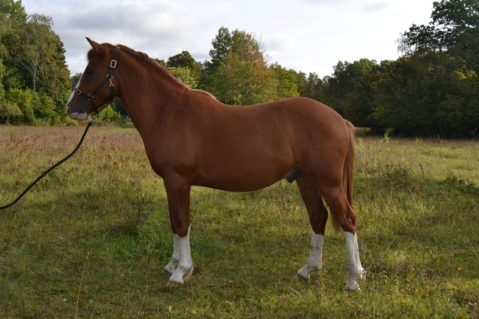 Eesti tõugu hobused – Versioon - 2018