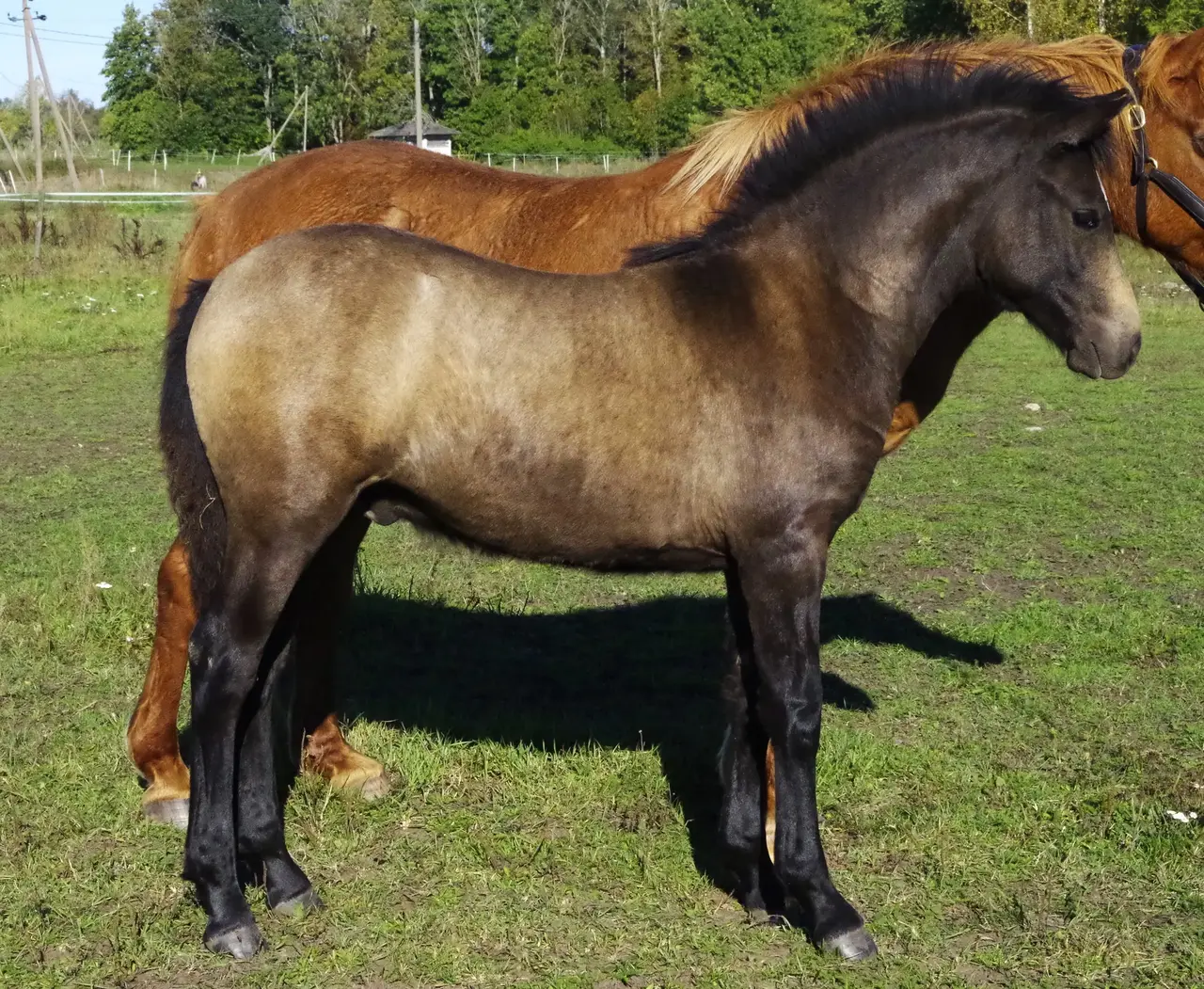 Eestinhevoset – Voore Arktius - 2024