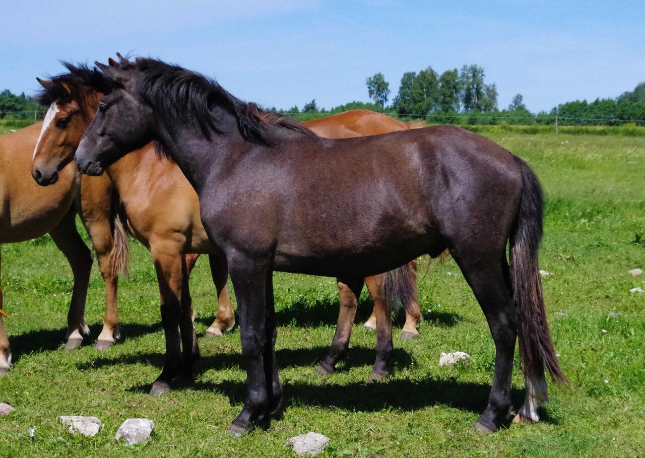 Estonianhorses – Voore Legrand - 2022